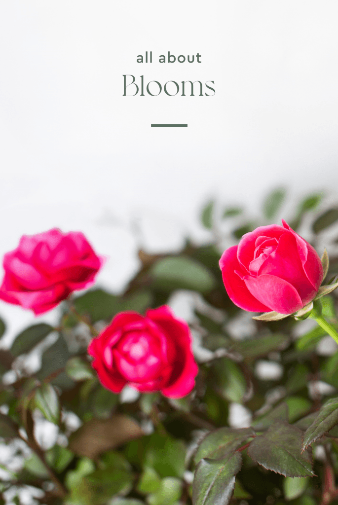 blooms Archives - The Sun Grove