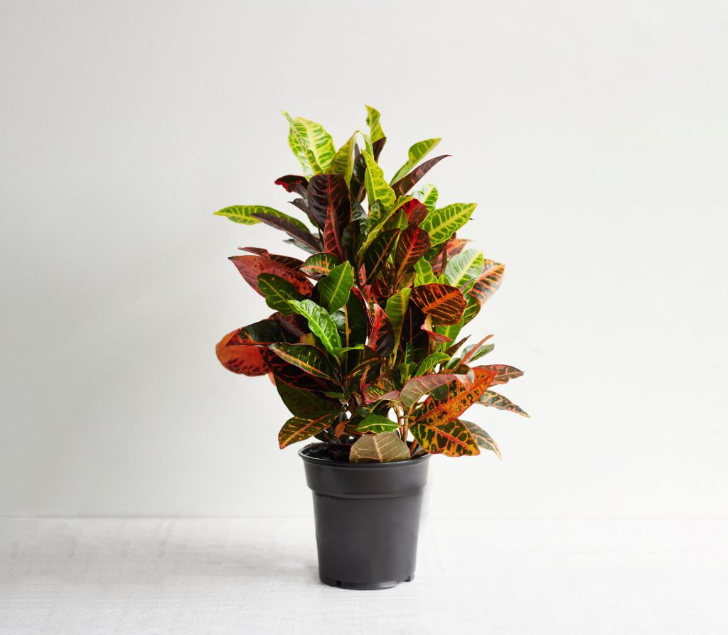 Croton - The Sun Grove