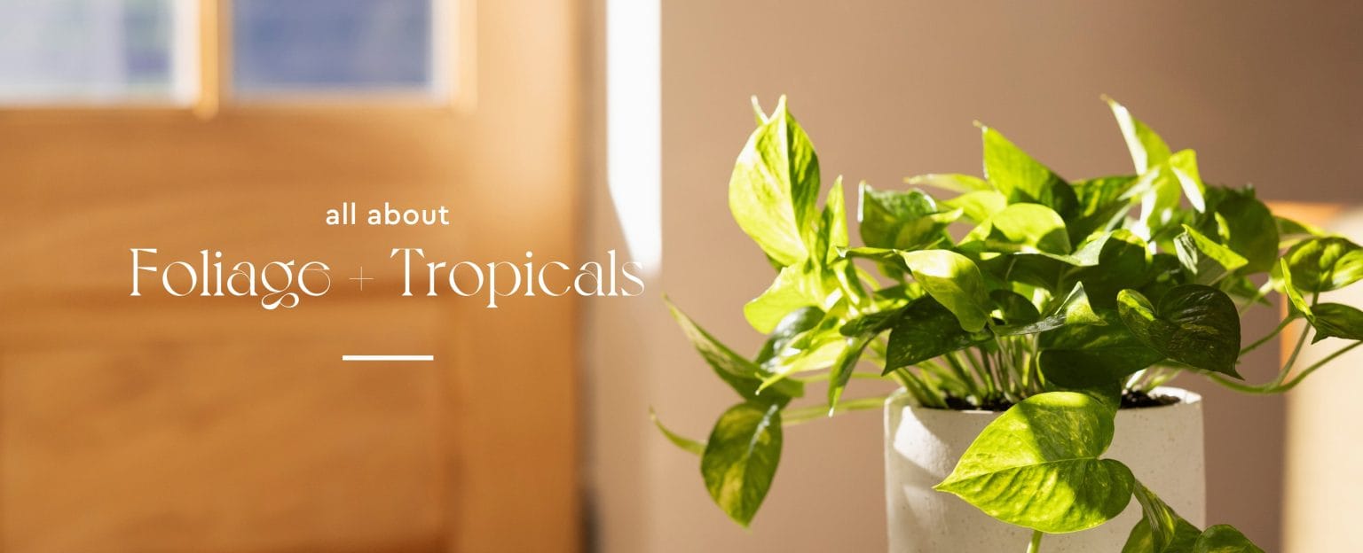 Shop Foliage & Tropical Plants