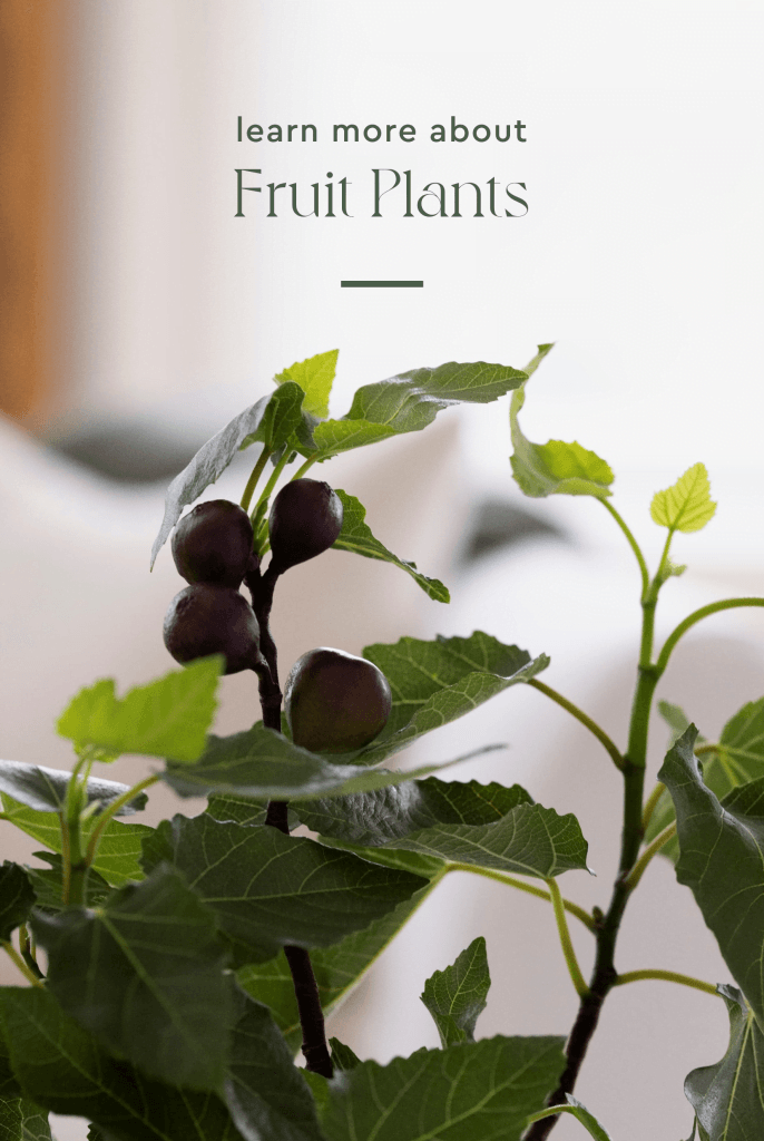 fruits Archives - The Sun Grove