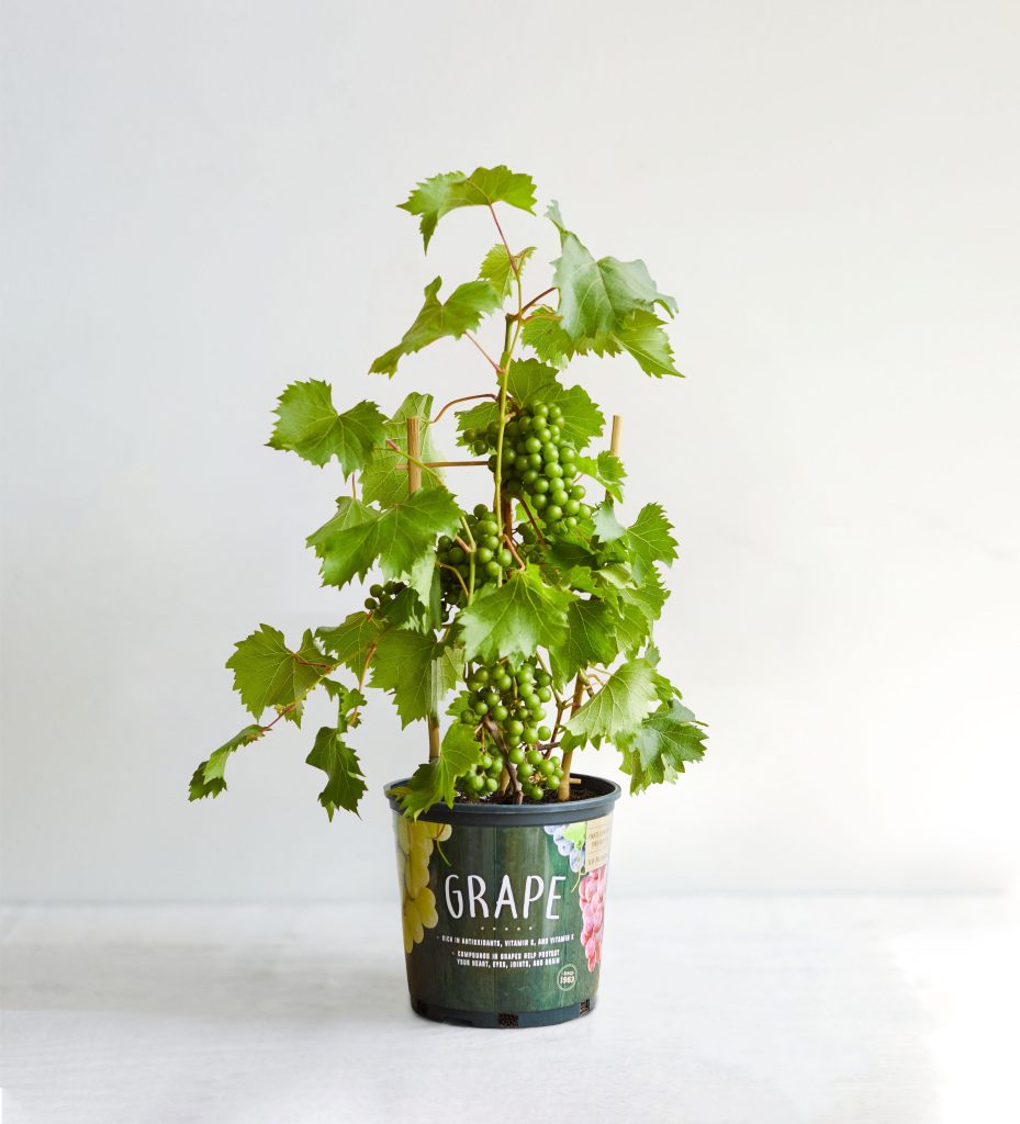 Grape - The Sun Grove