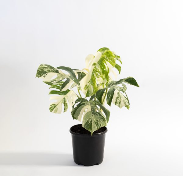 Monstera Albo - The Sun Grove