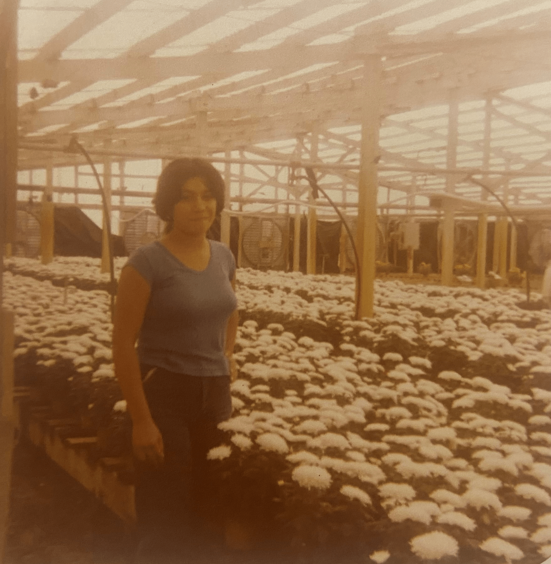 The Sun Grove Story - The Sun Grove