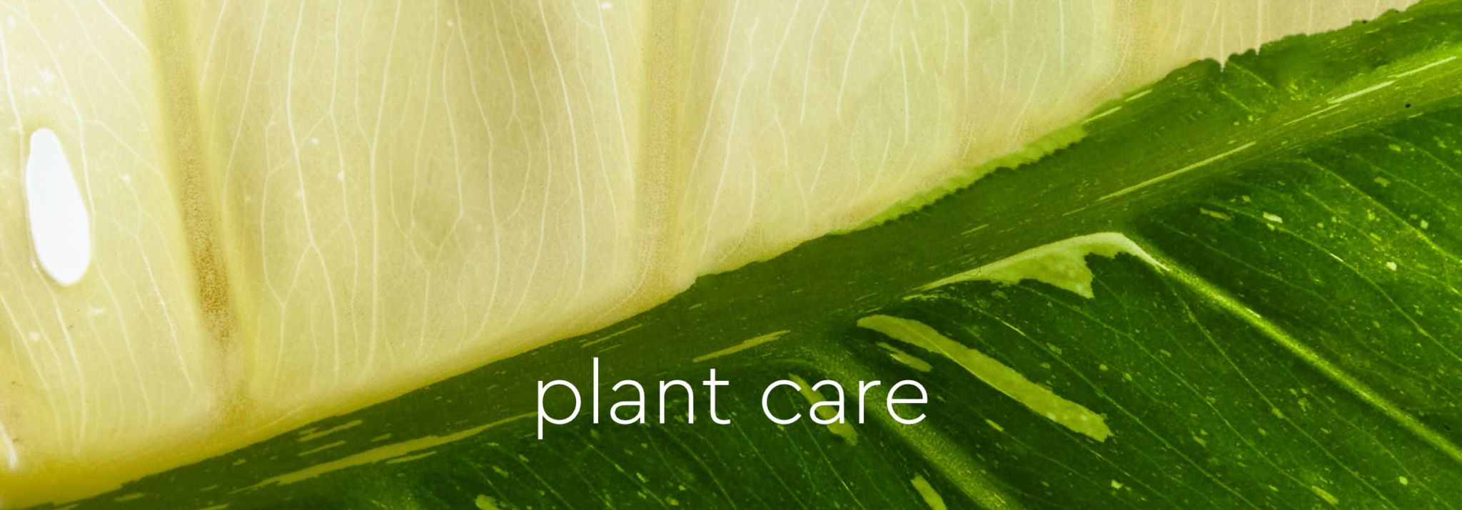 plant care - The Sun Grove
