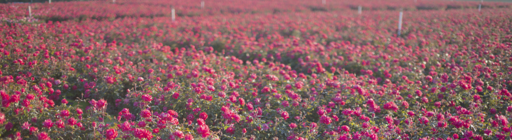 The Sun Grove Story - The Sun Grove