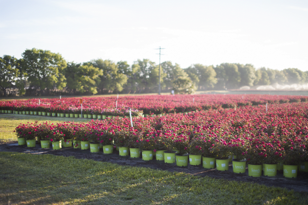 The Sun Grove Story - The Sun Grove