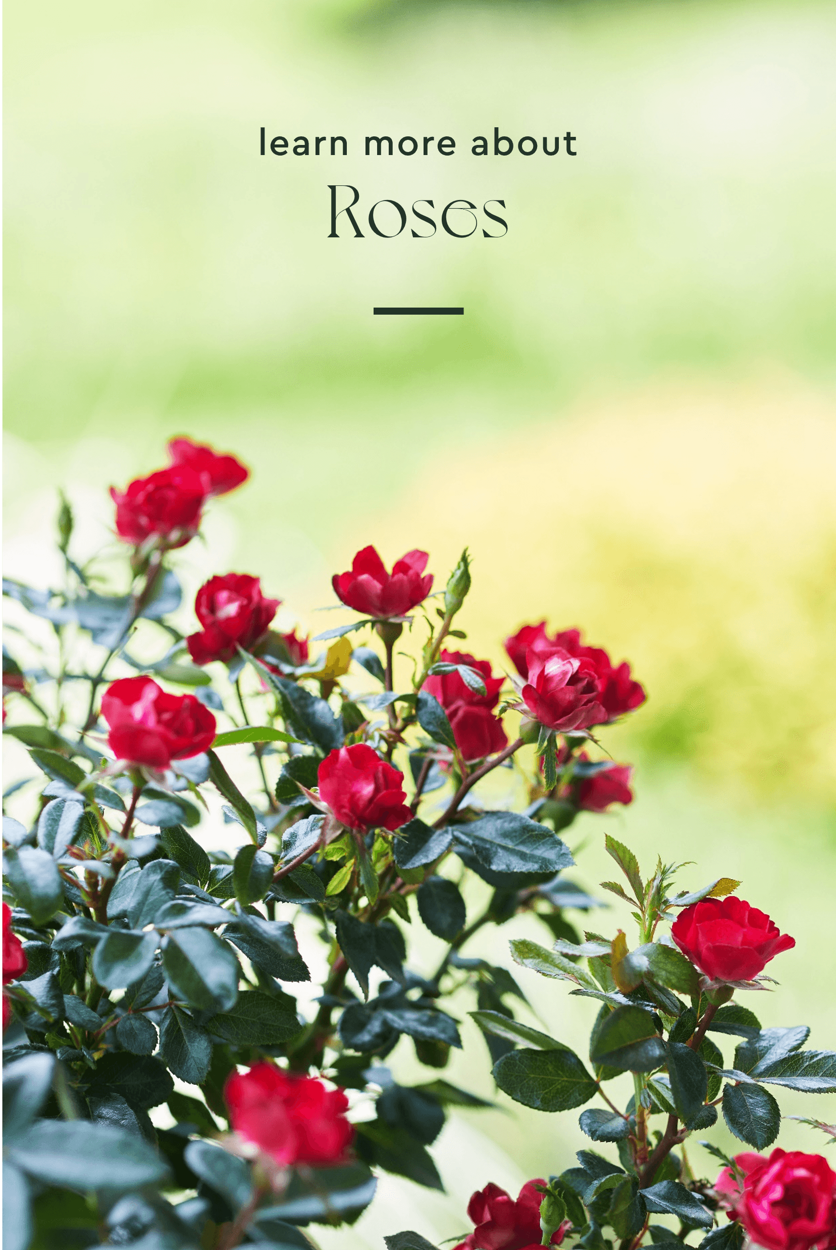 roses Archives - The Sun Grove