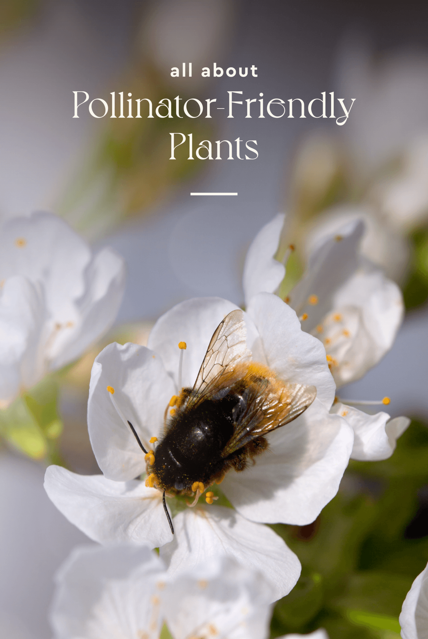 Shop Pollinator-Friendly Plants