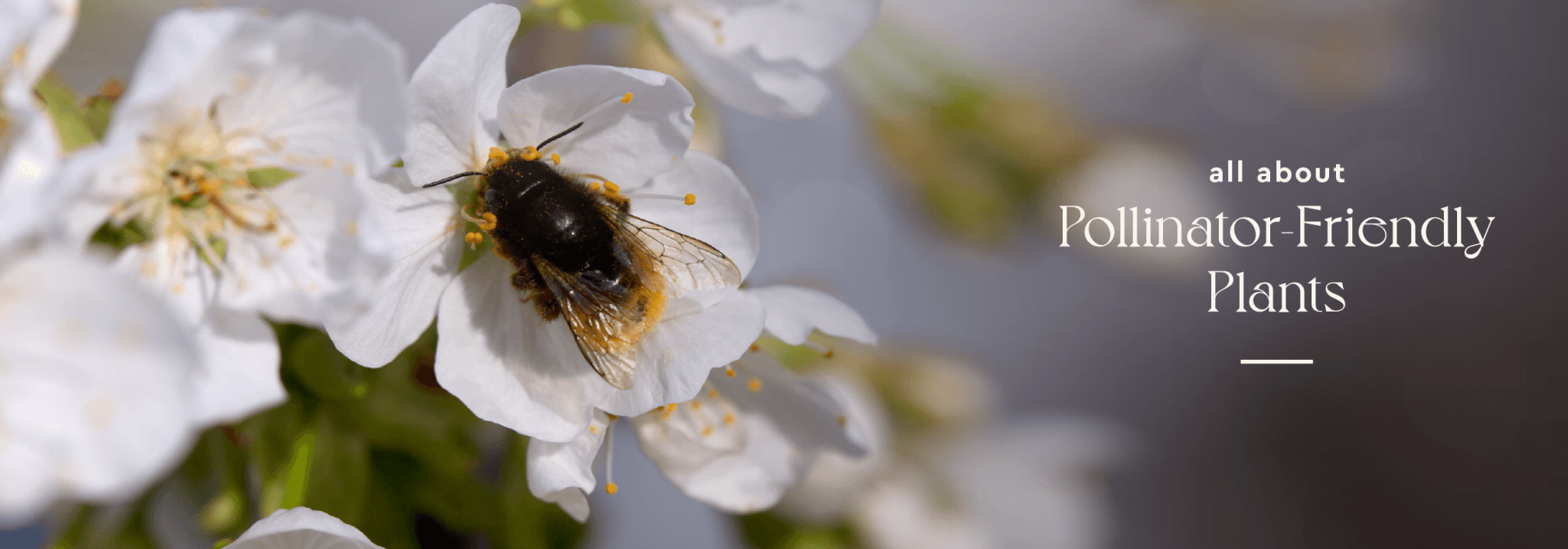 Shop Pollinator-Friendly Plants