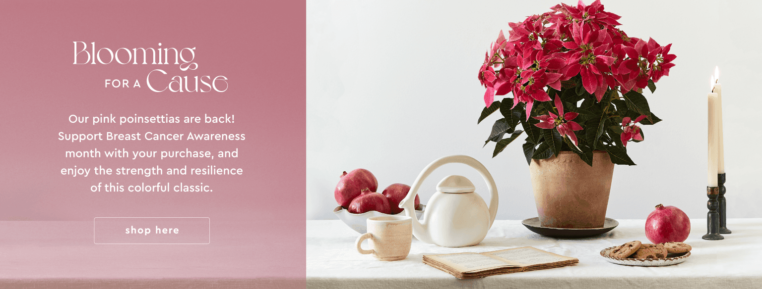 Home Page - The Sun Grove