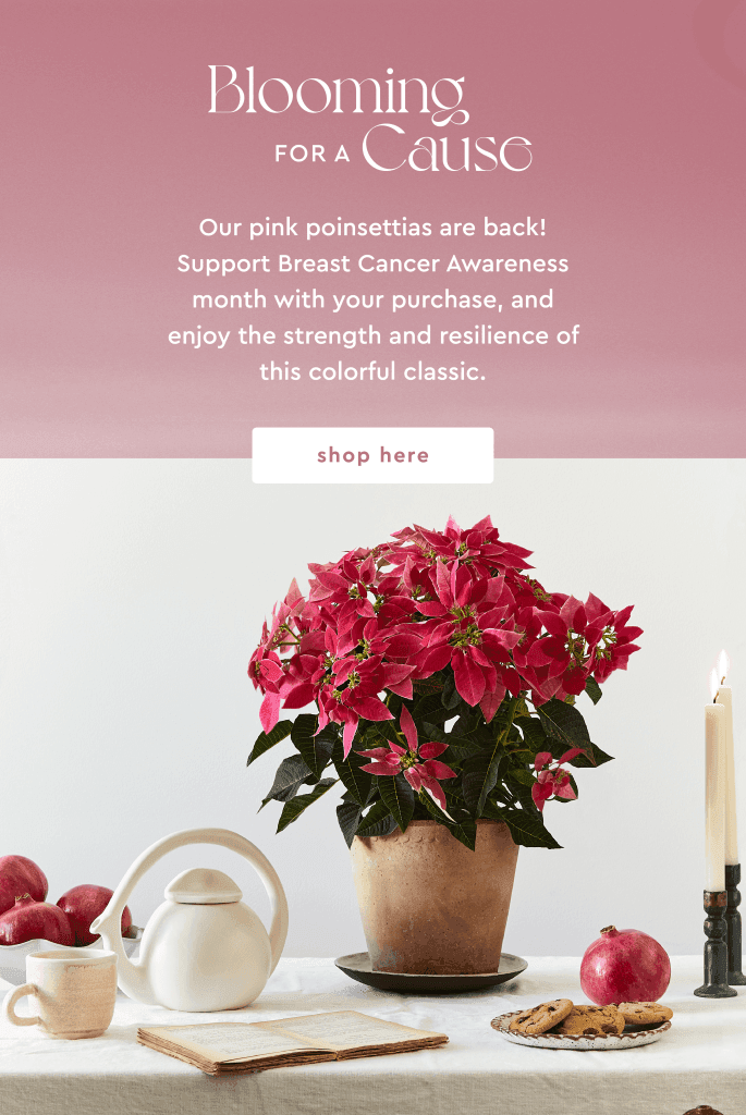 Home Page - The Sun Grove