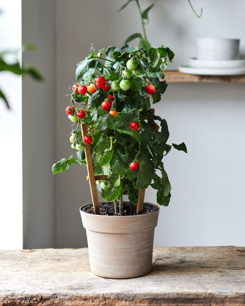 all plants - The Sun Grove