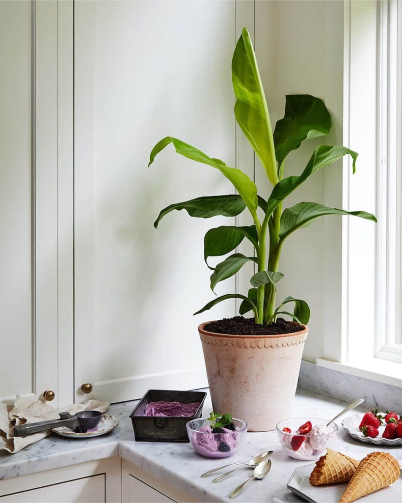 Banana 'Blue Java' (Ice Cream) - The Sun Grove