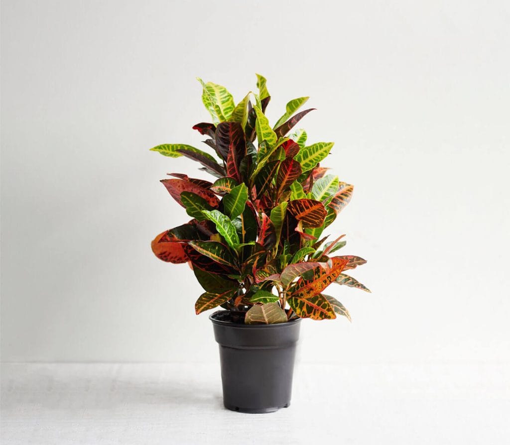 Shop Croton Plants Online