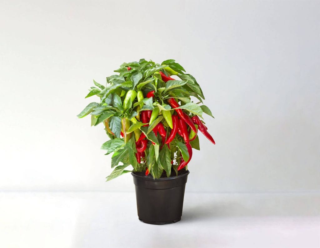 Grow Your Own Pepper Plant