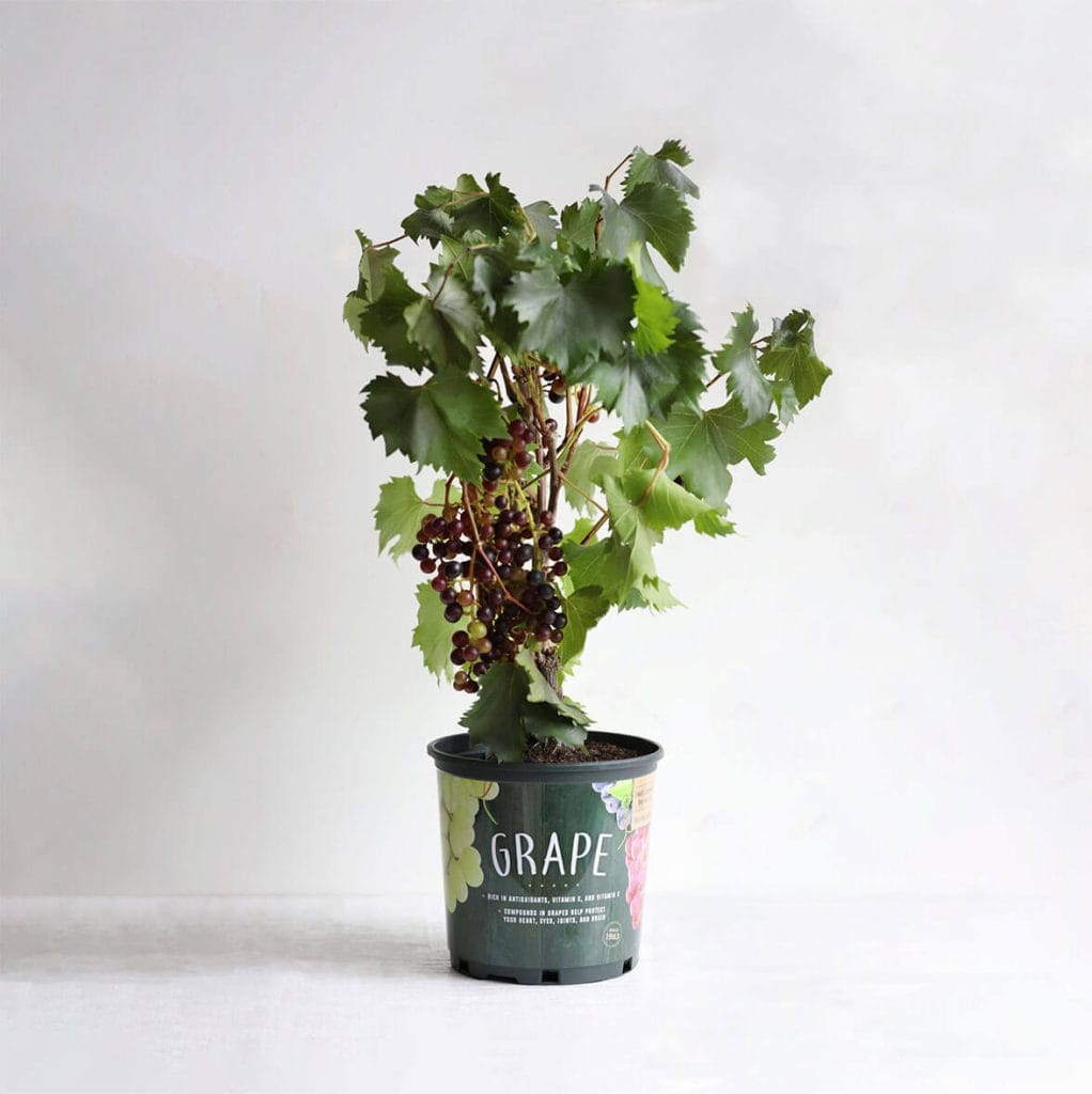 all plants - The Sun Grove